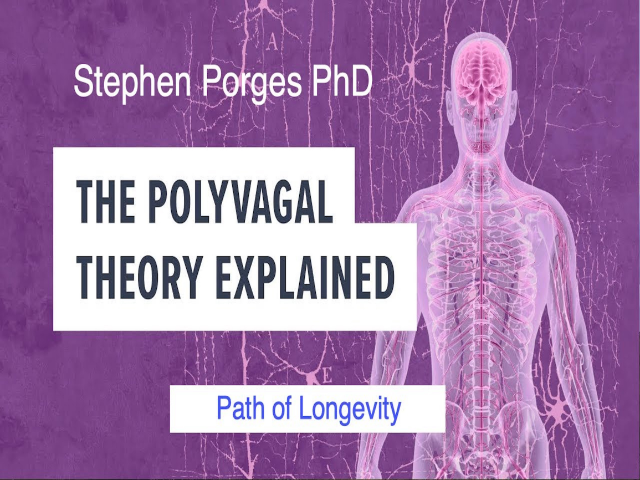 The Polyvagal Theory Explained - Robert Lufkin MD The Polyvagal Theory Explained - Robert Lufkin MD